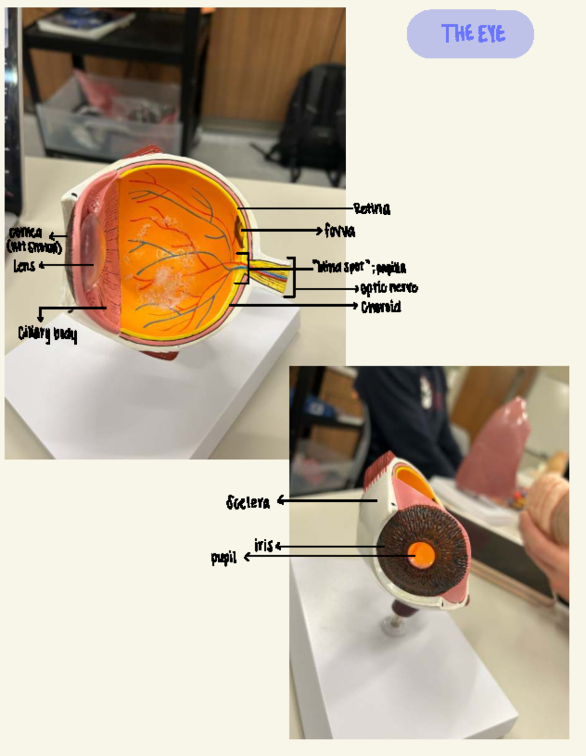 Final Lab Exam Review - Anatomy of Eye & Reproductive Systems - Studocu