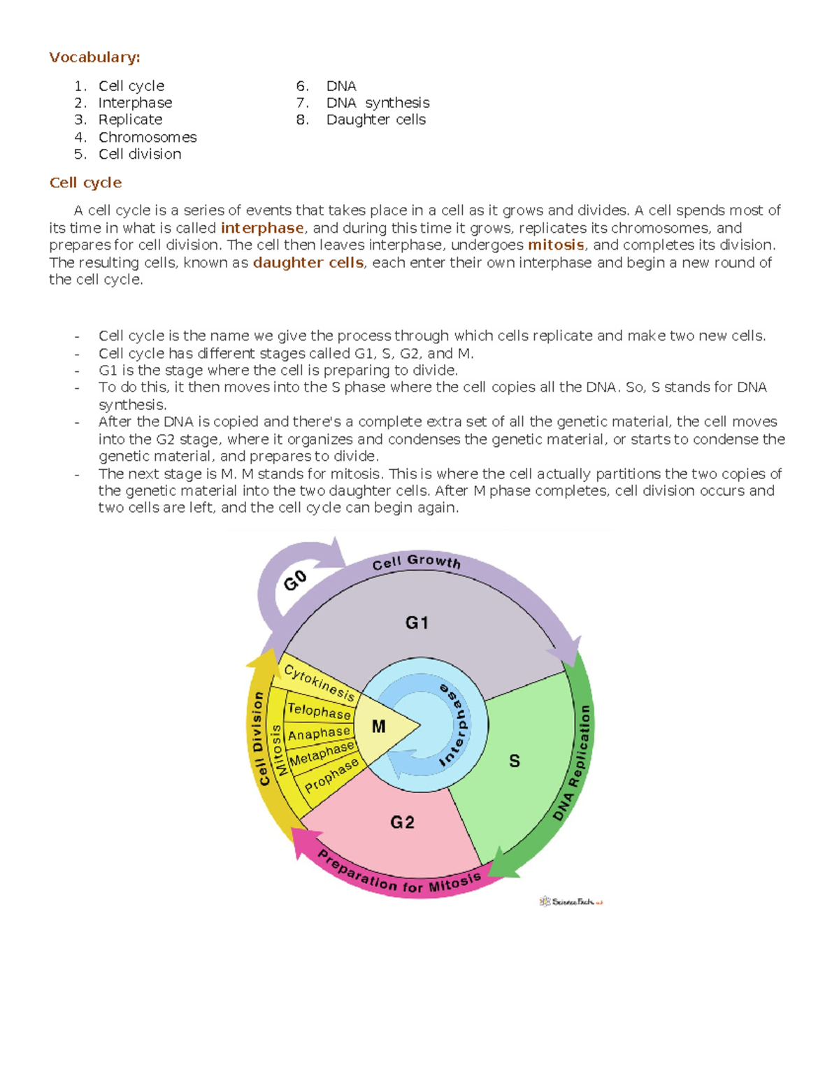 Cell Cycle & Mitosis: Overview of Stages and Concepts - Studocu