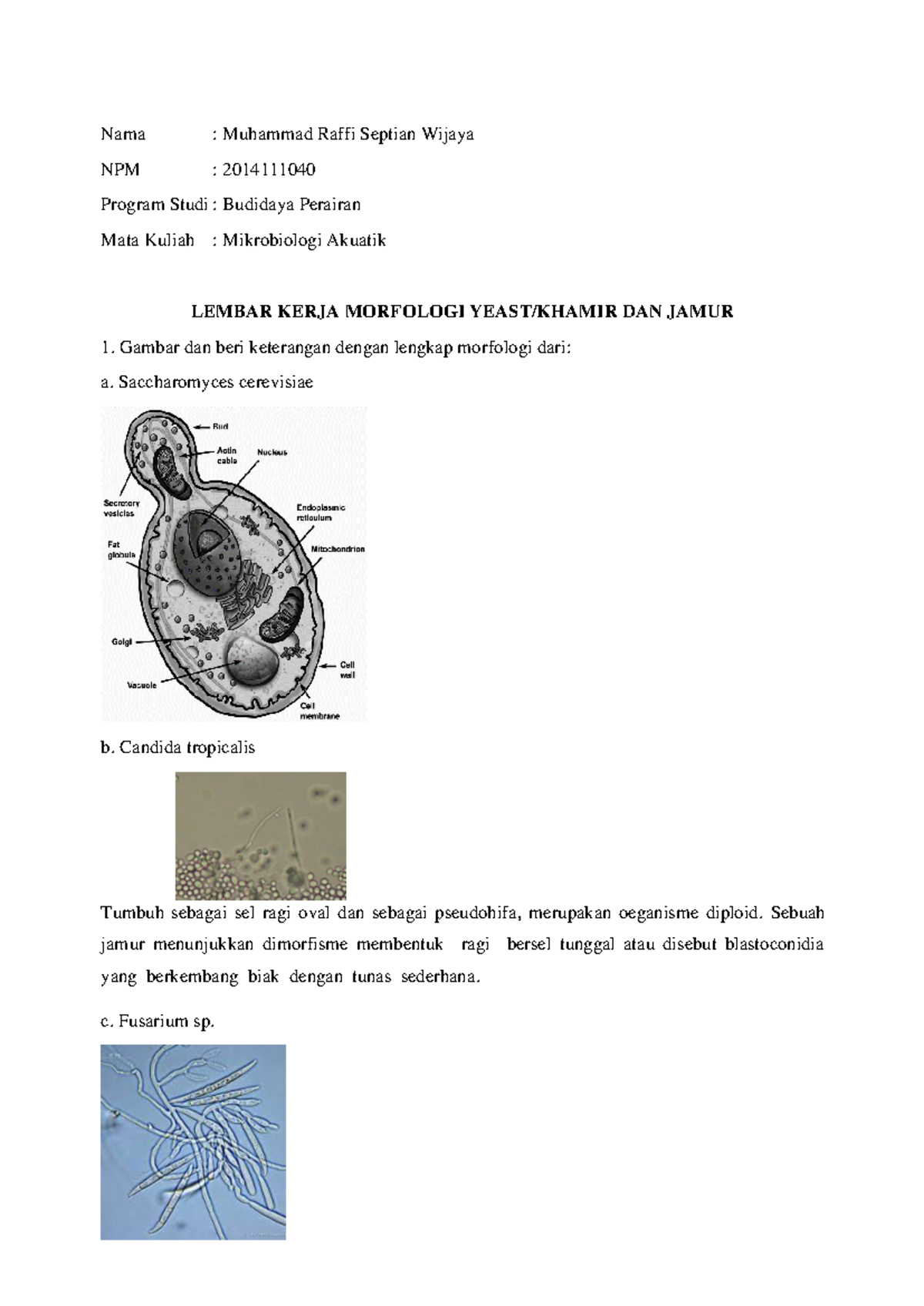 Rangkuman Morfologi Khamir dan Jamur dalam Mikrobiologi Akuatik (BP-101 ...