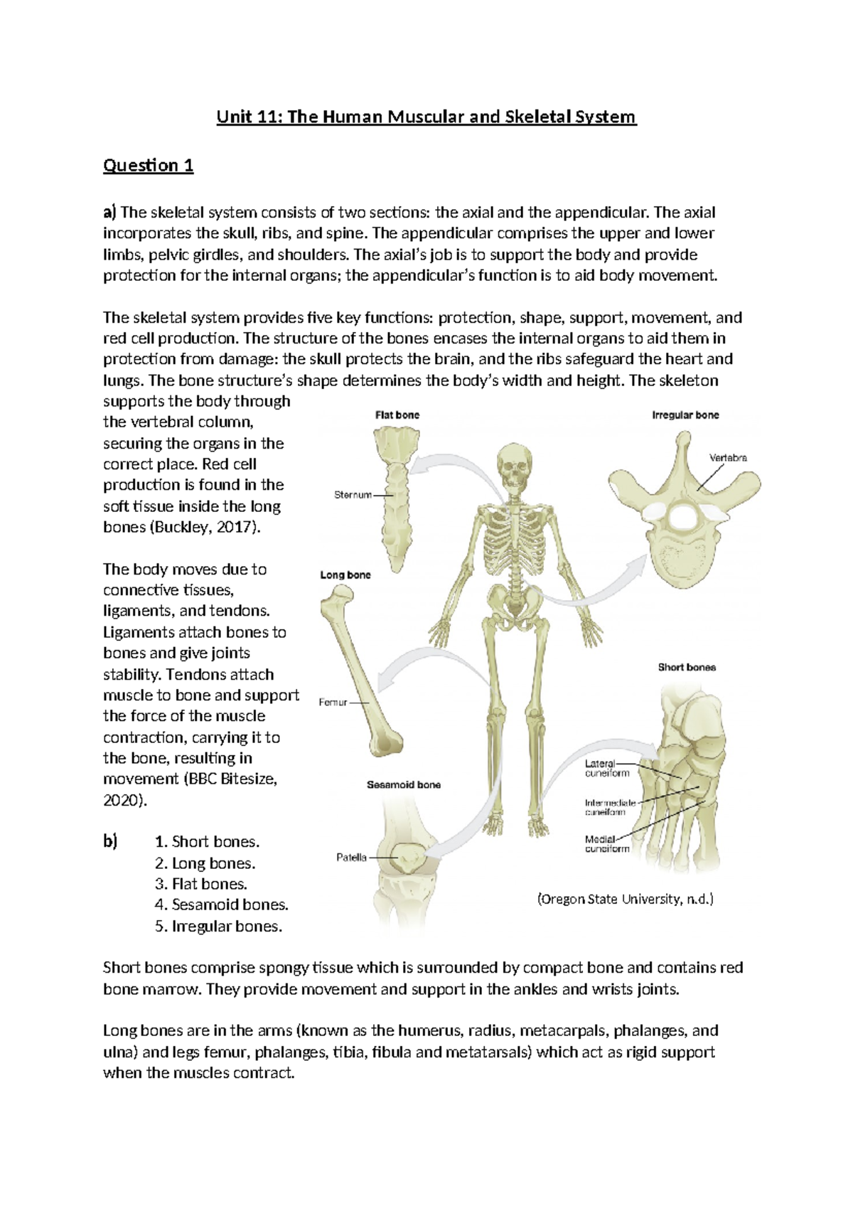 Unit 11 Final Exam Study Guide: Human Muscular & Skeletal Systems - Studocu