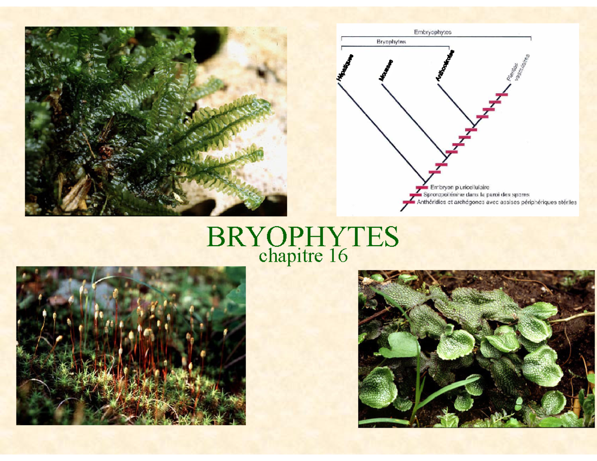 Cours 6 : Bryophytes et Évolution des Plantes Terrestres (BIO2537 ...