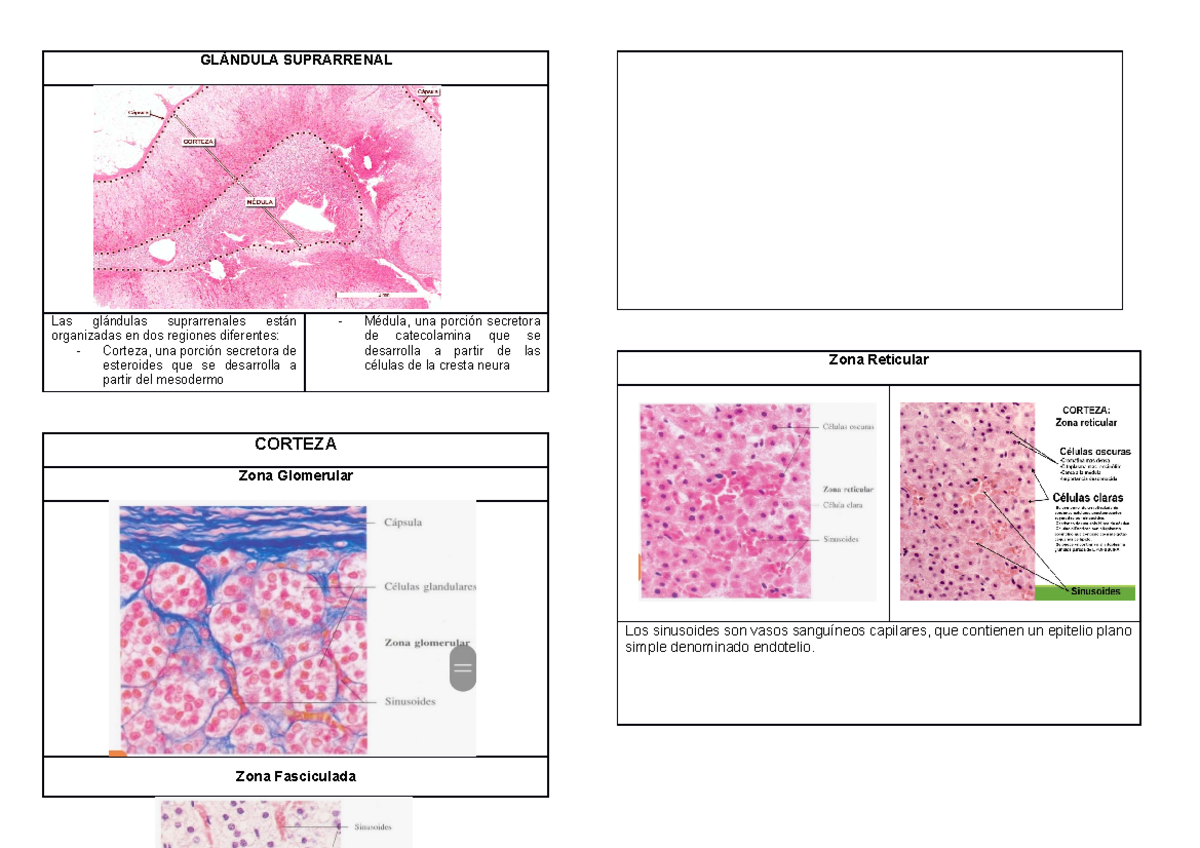 Histologia Da Zona Fasciculada Histología Del Sistema Endocrino