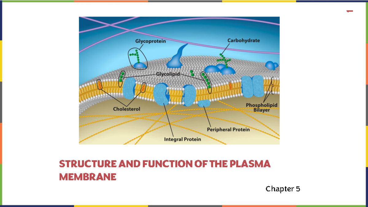 Passive Transport Mechanisms: Diffusion, Osmosis, and Membrane ...
