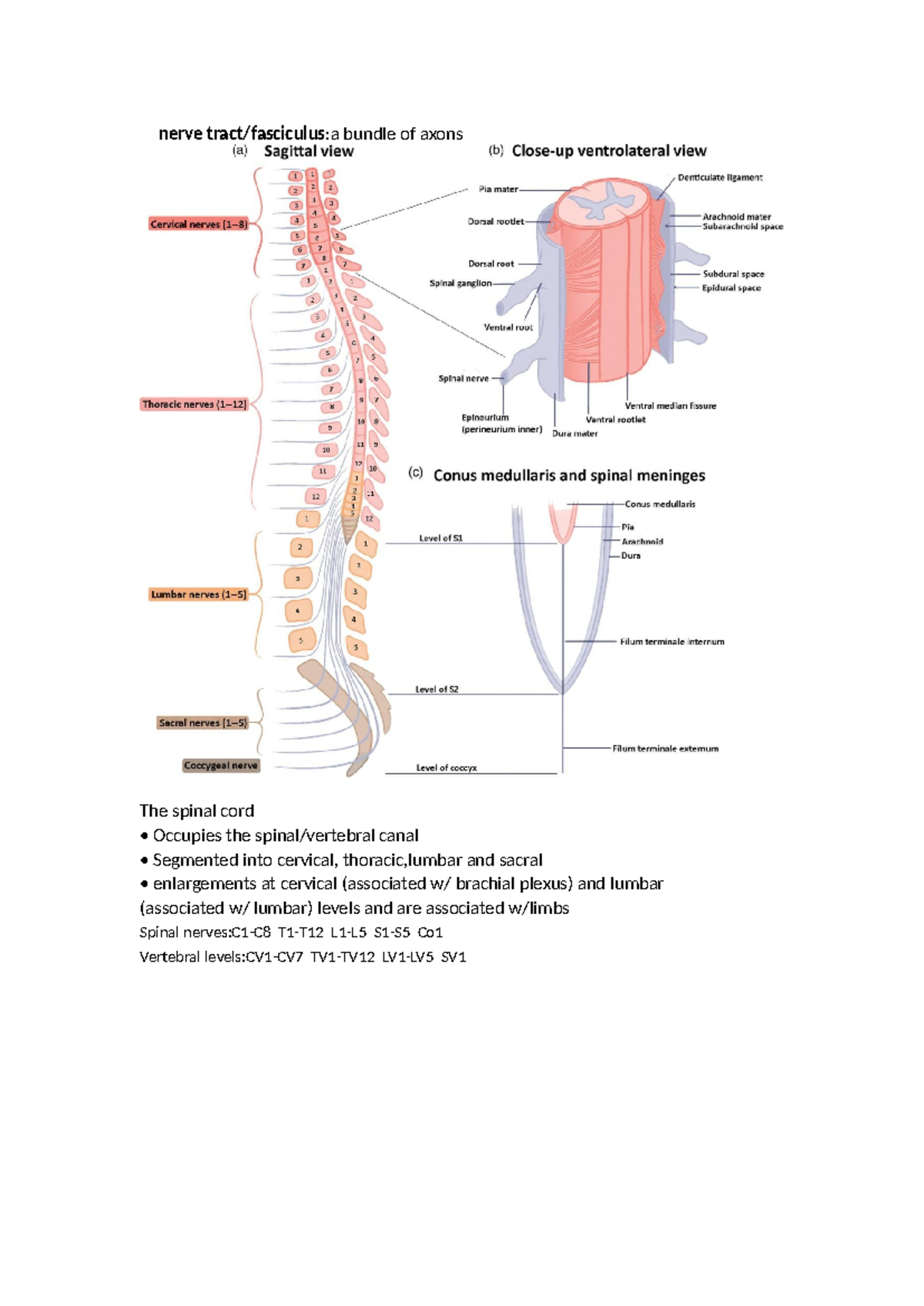 W4 - Spinal Cord Anatomy and Function Notes for Week 4 - Studocu
