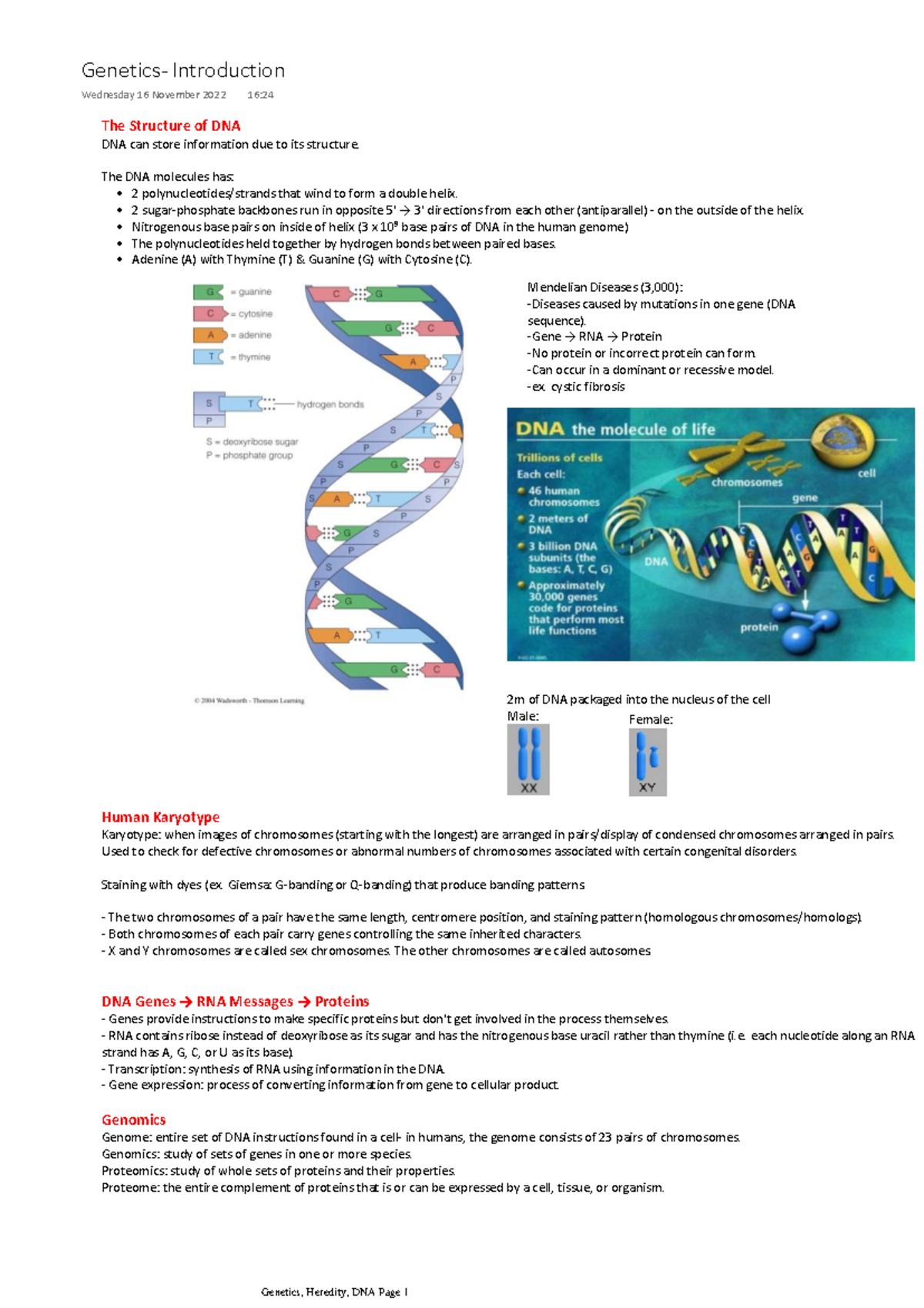 Genetics (BIO101): Introduction to DNA Structure and Function - Studocu