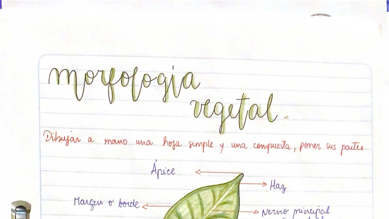 Hoja simple y compuesta - BIOLOGIA - morfologia vegetal Dibujar a mano ...