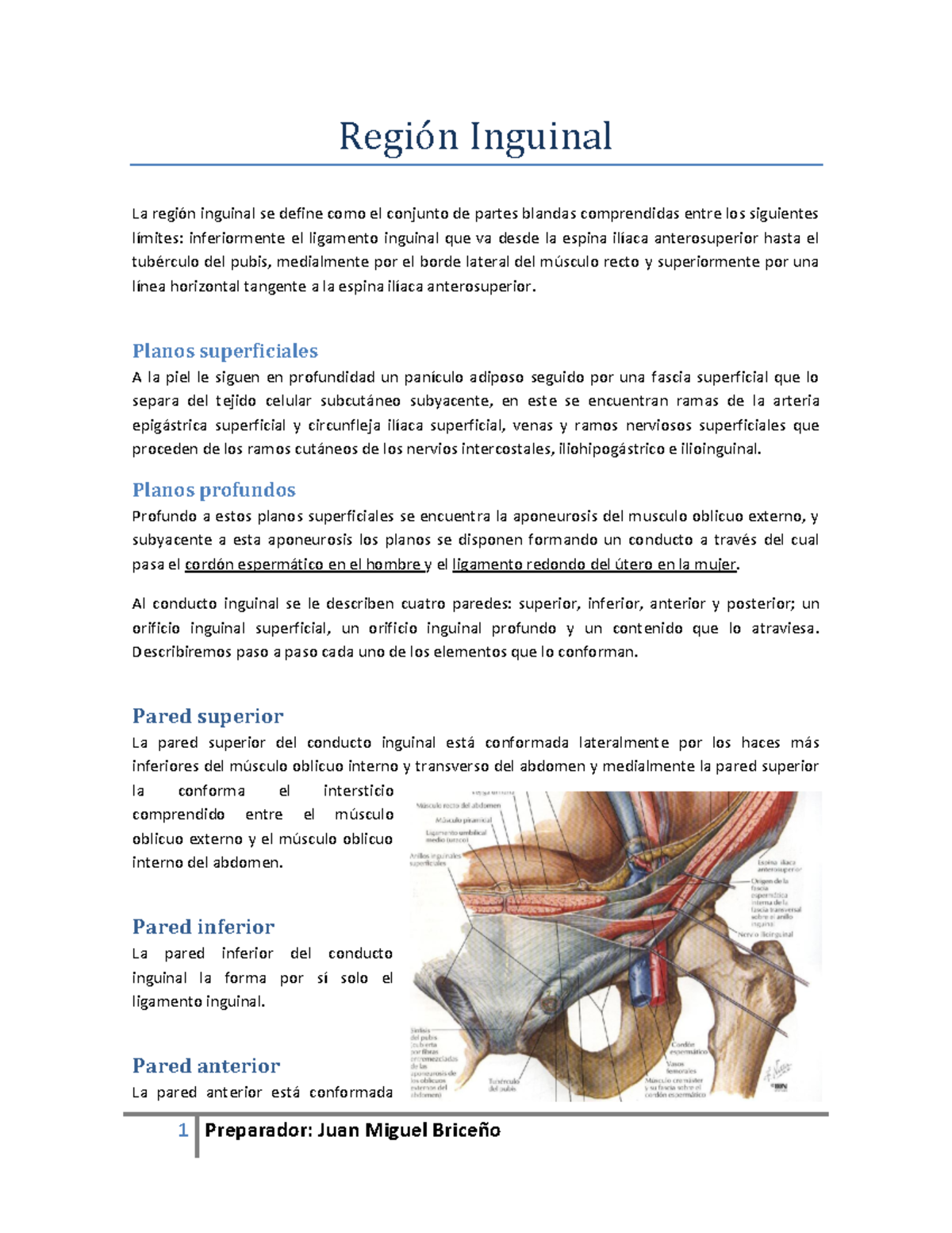 Guía de la Región Inguinal y Conducto Inguinal (Anatomía) - Studocu