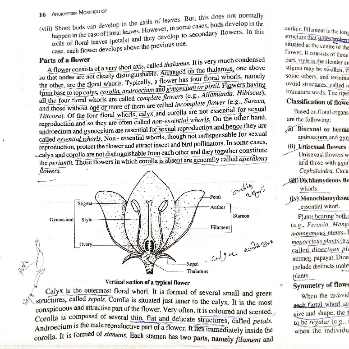 16 ANGIOSPERM MORPHOLOGY: Parts of Flowers Explained - Studocu
