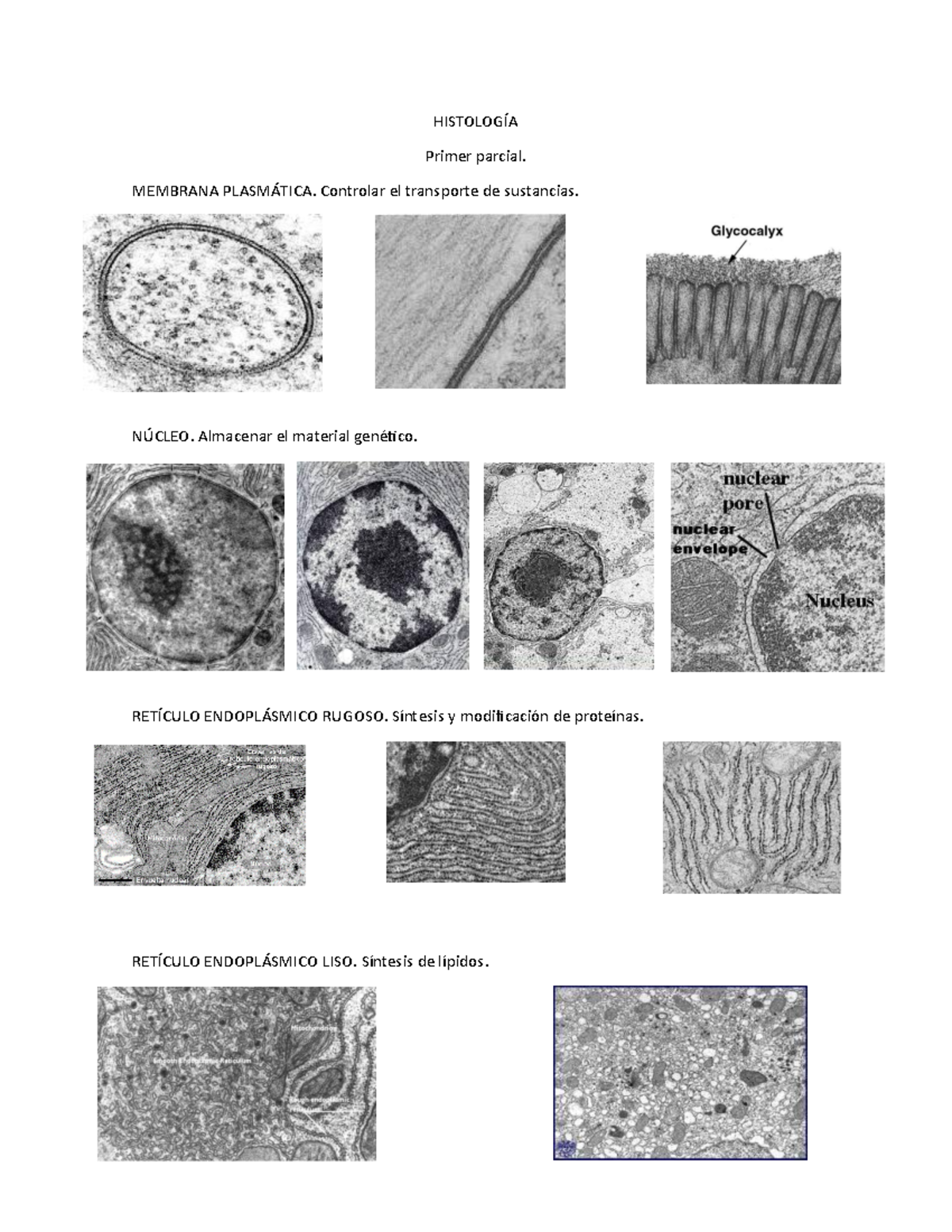 Primer práctico Histo - Histología Humana - HISTOLOGÍA Primer parcial ...