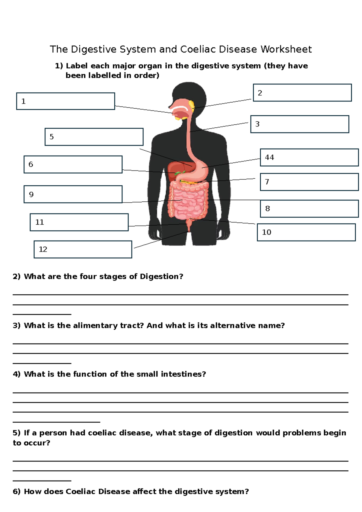 The Digestive System and Coeliac Disease Worksheet - Studocu