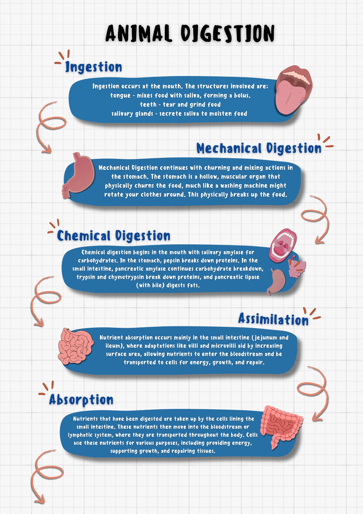 Animal Digestion 20241106 013125 0000 - ANIMAL DIGESTION Ingestion ...