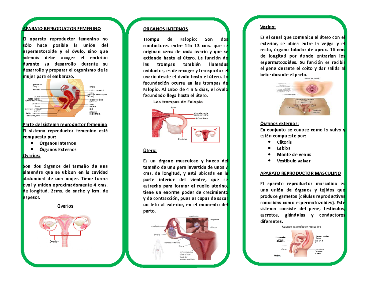 Sistema Reproductor Masculino y Femenino: Resumen Completo - Studocu