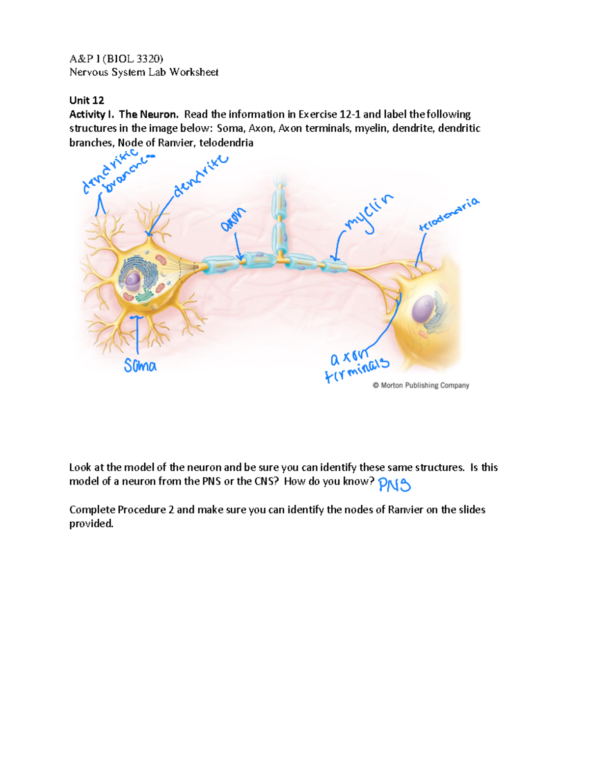 Lab+6+activities+sheet - A&P I (BIOL 3320) Nervous System Lab Worksheet ...