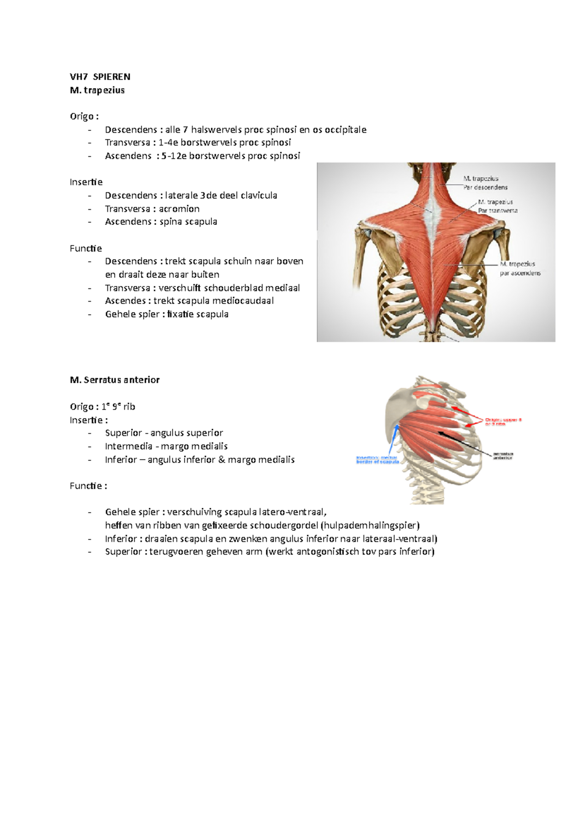 Anatomie P1 Spieren: Uitleg En Functies van Belangrijke Spieren ...