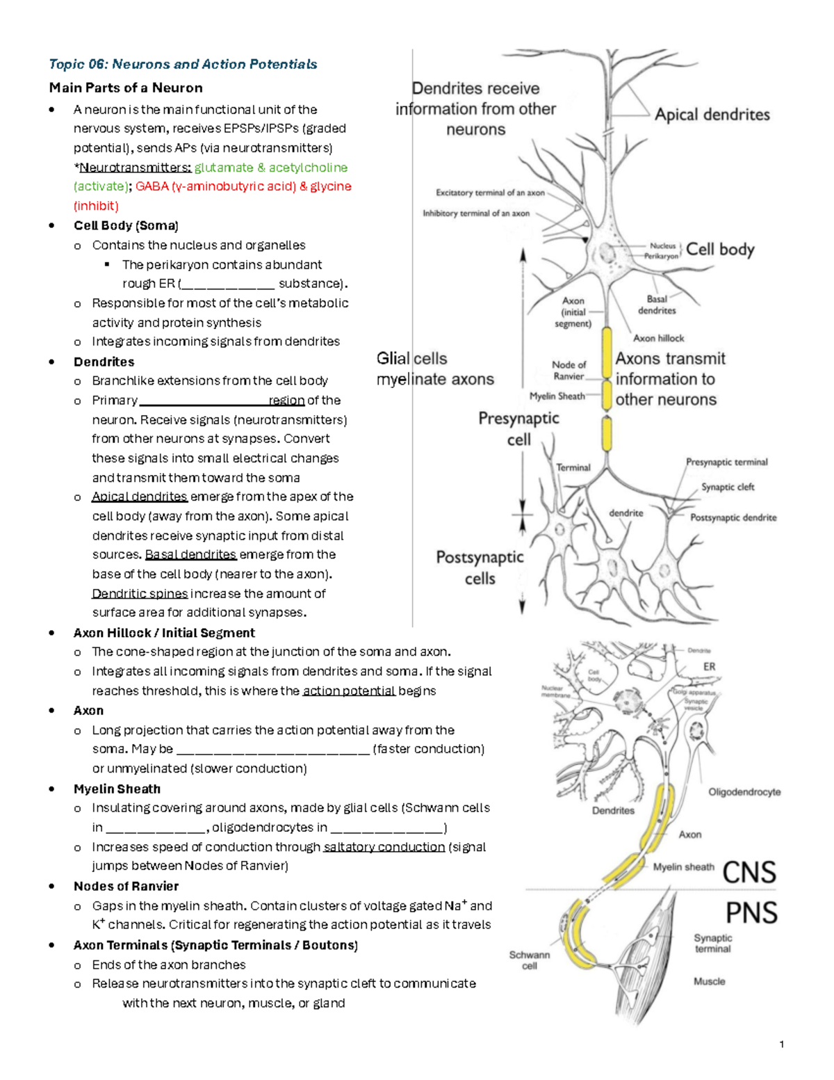 Neurons and Action Potentials: Mechanisms, Functions, and Disorders ...