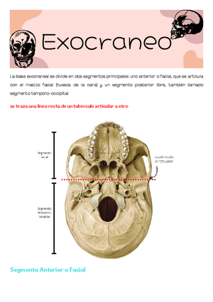 CFC - Venas MS - anatomia - ANATOMÍAANATOMÍAANATOMÍAANATOMÍA CPI ...