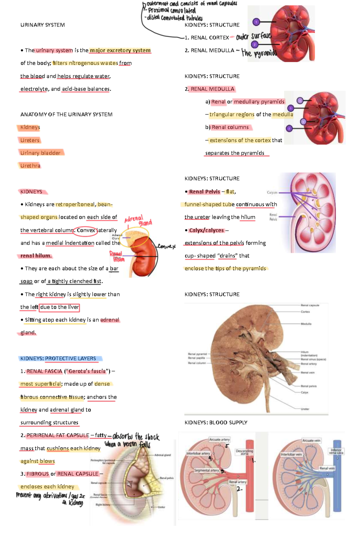 Summary of the Urinary System | Medical Lab Science (MLS 101) - Studocu