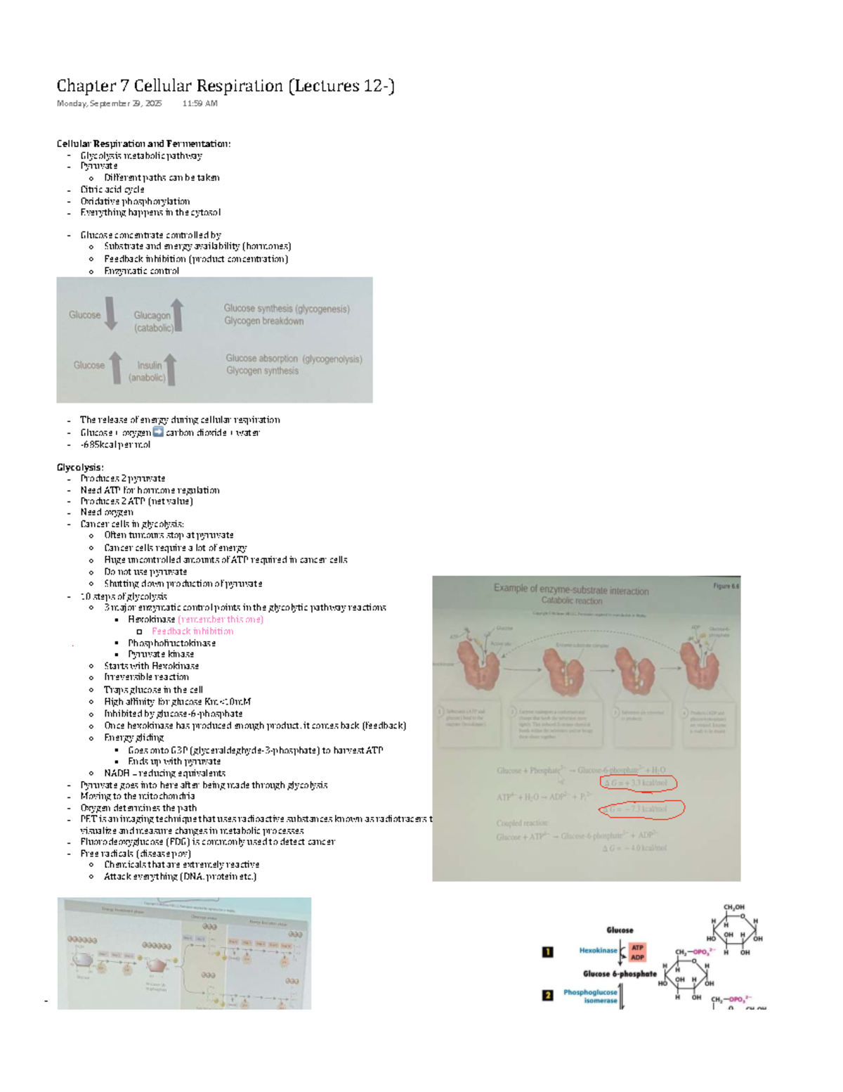 Chapter 7: Cellular Respiration & Fermentation - Lecture Notes - Studocu