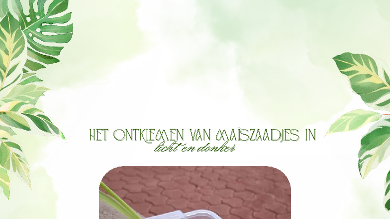 4VWO Onderzoek: Licht en Donker bij Ontkieming van Maïszaadjes ...