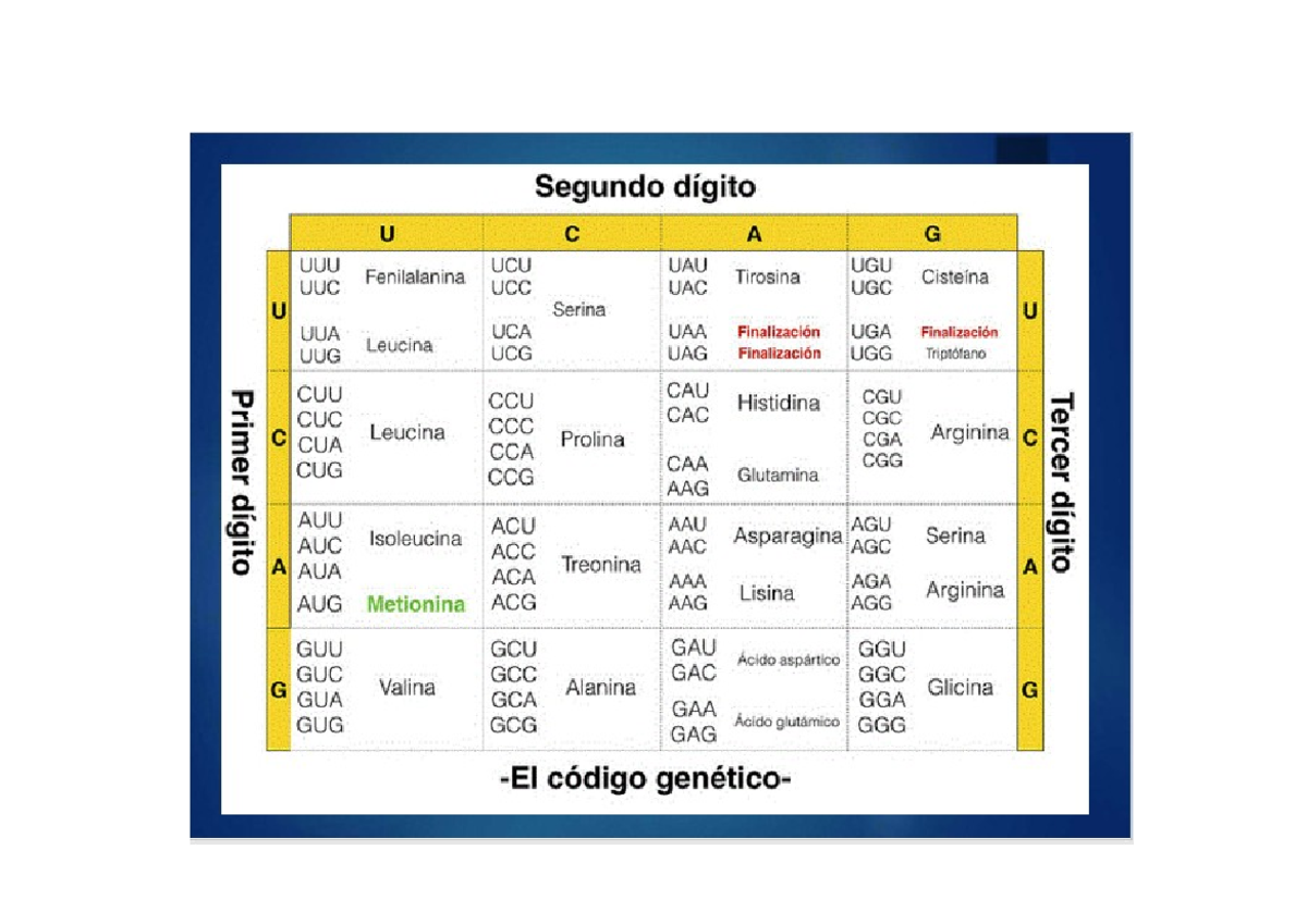 Código Genético: Tabla de Codificación de Aminoácidos y Nucleótidos ...