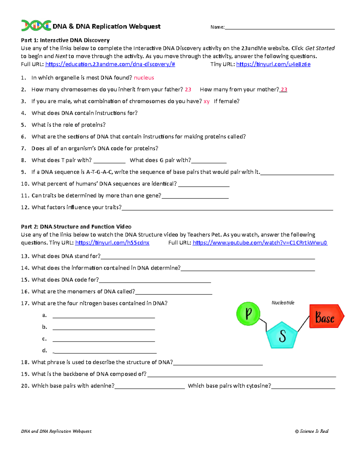 Handout DNA and DNA Replication Webquest - DNA & DNA Replication ...