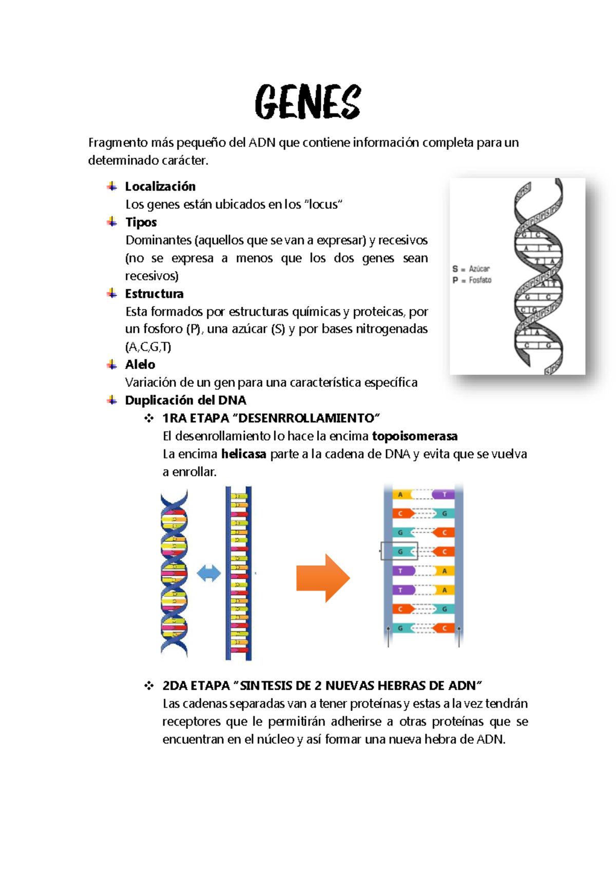 GENES: Estructura, Duplicación y Mutaciones en ADN - Studocu