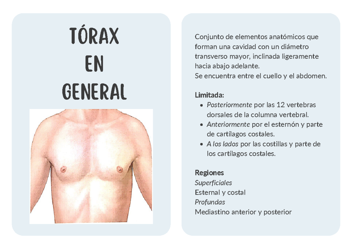 Anatomía de tórax - Tórax en general Conjunto de elementos anatómicos ...