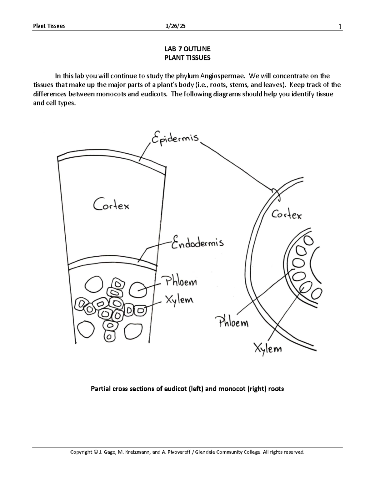 Lab 7: Plant Tissues Study Guide (BIO 101) - Plant Tissues 1/26/ 1 LAB ...