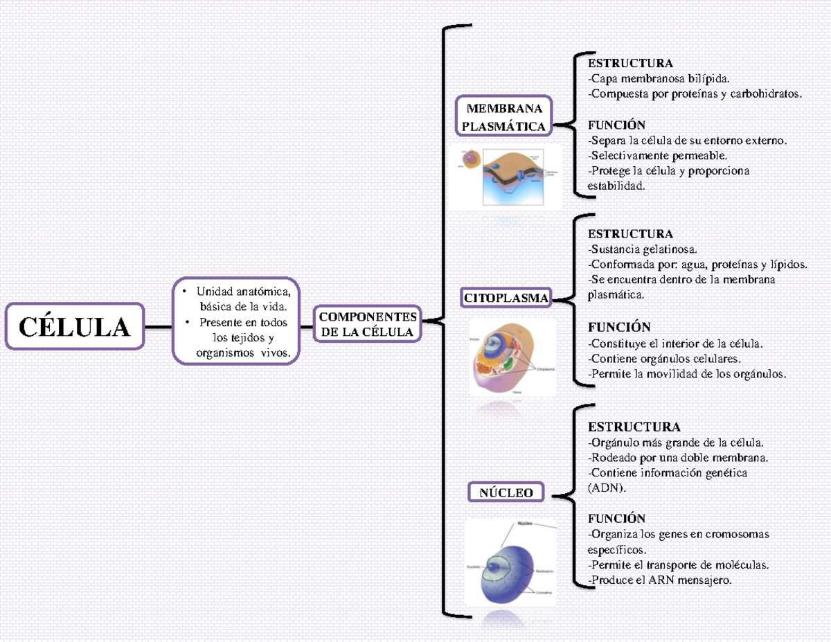 Hojas De Trabajo Sobre La Estructura Celular