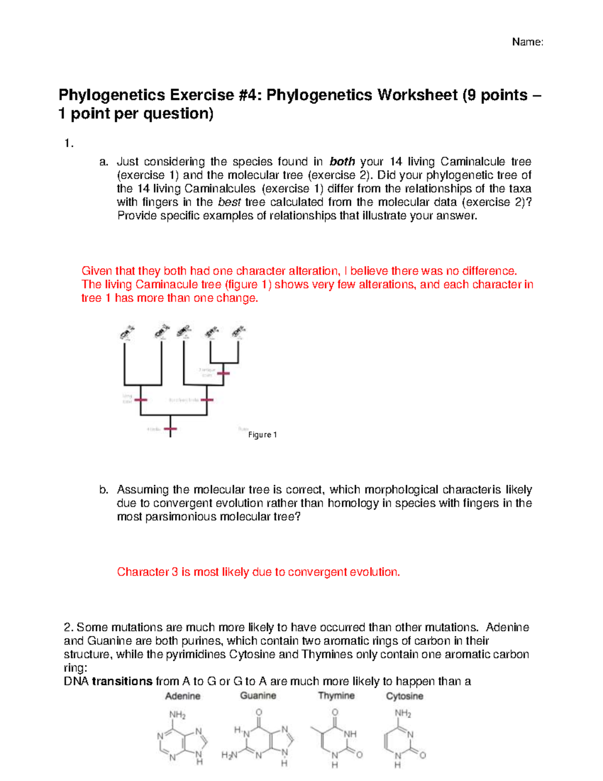 S24 1108L-Phylogenetics Worksheet Lab 4 Analysis and Questions - Studocu