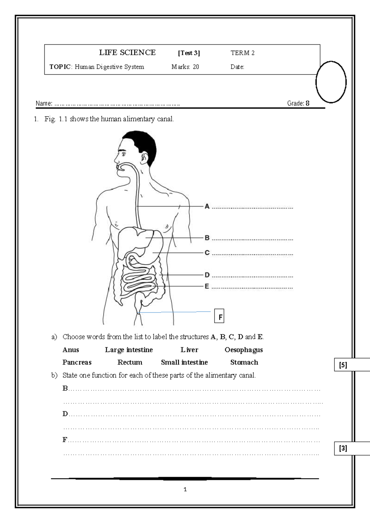 Grade 8 Life Science: Human Digestive System Overview and Functions ...