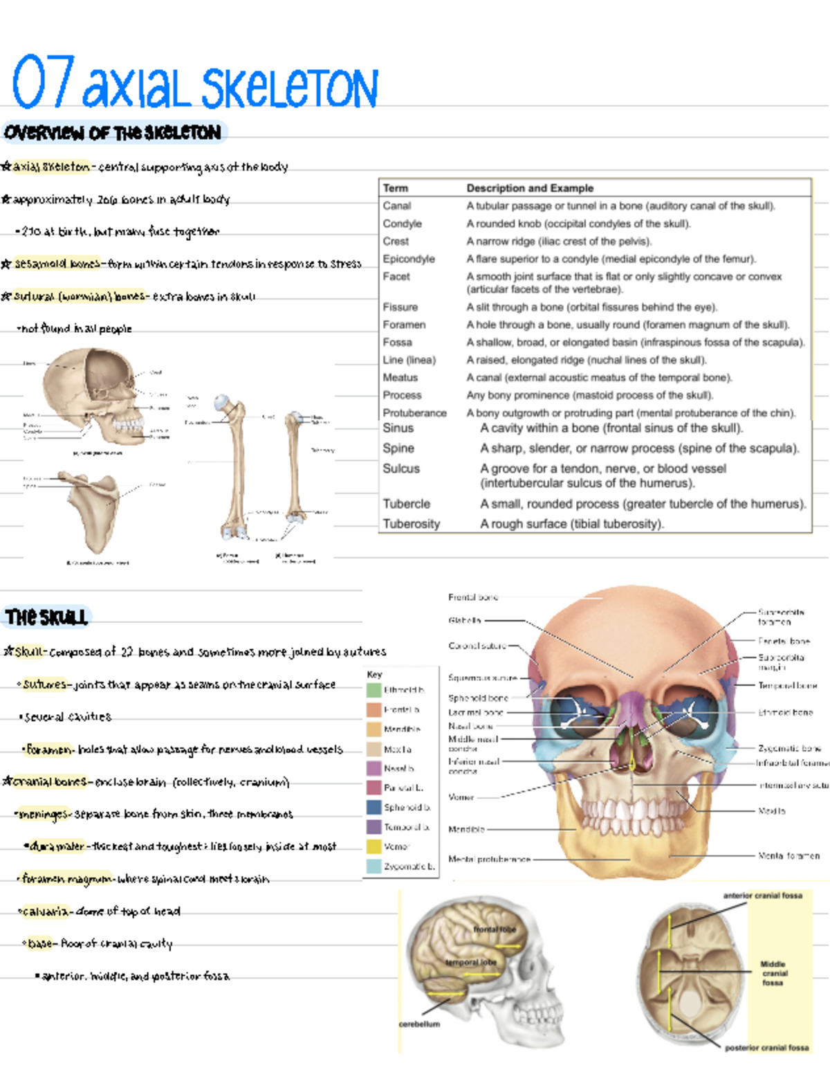 Chapter 7 - Lecture Notes on Axial Skeleton by Dr. Bing, Spring 2021 ...