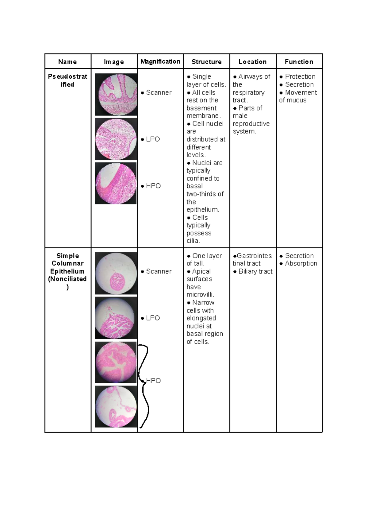 Medtech Reviewer: Histology of Epithelial and Muscle Tissues (LPO/HPO ...