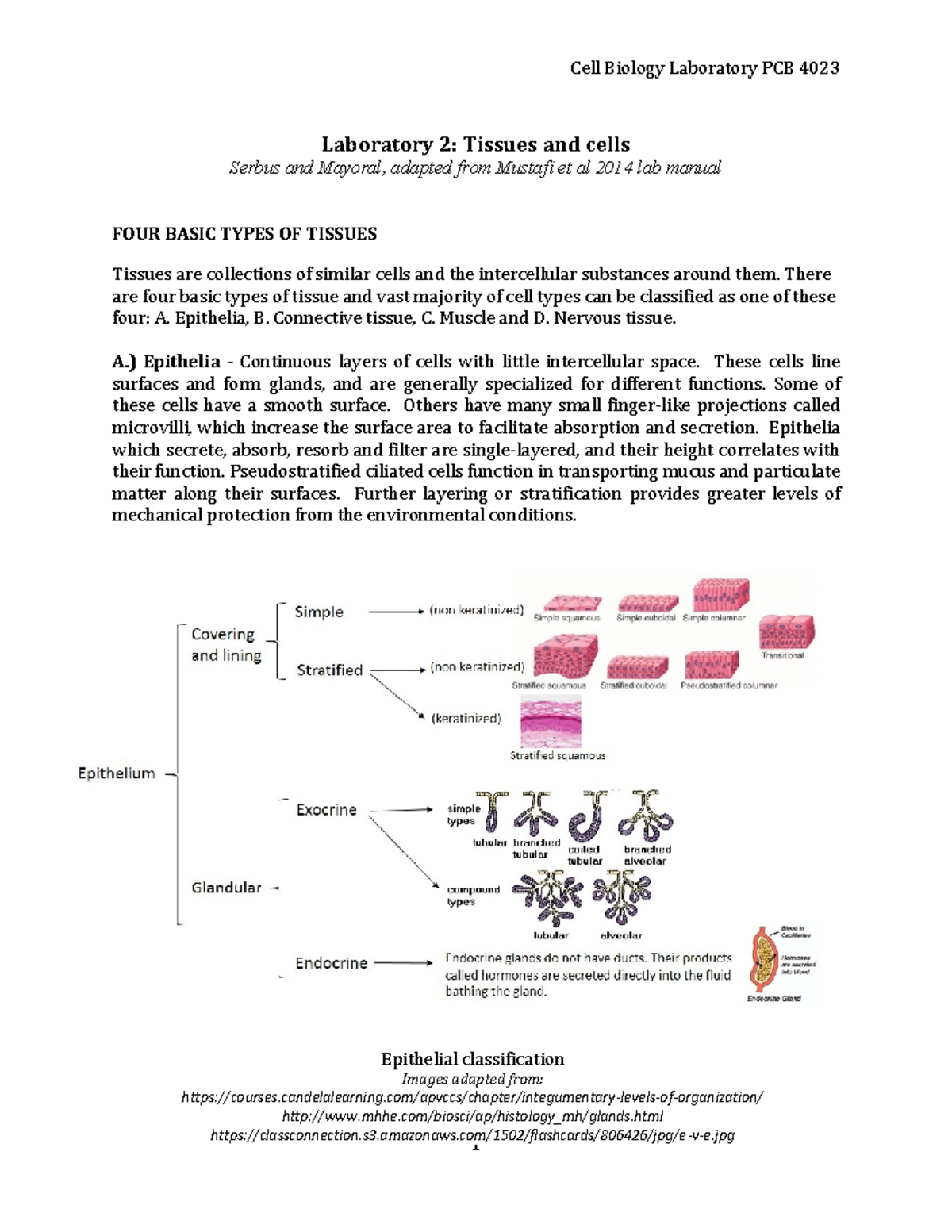 PCB4023 Cell Bio Lab: Lab 2 on Tissues and Cells Overview - Studocu