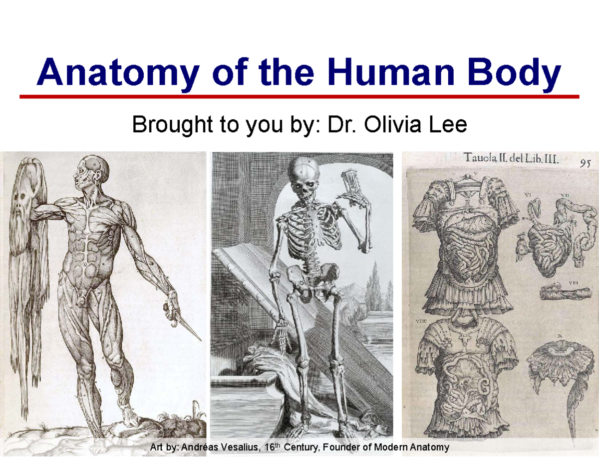BIOL 1410 Lecture 1 Handout: Anatomy of the Human Body Overview - Studocu