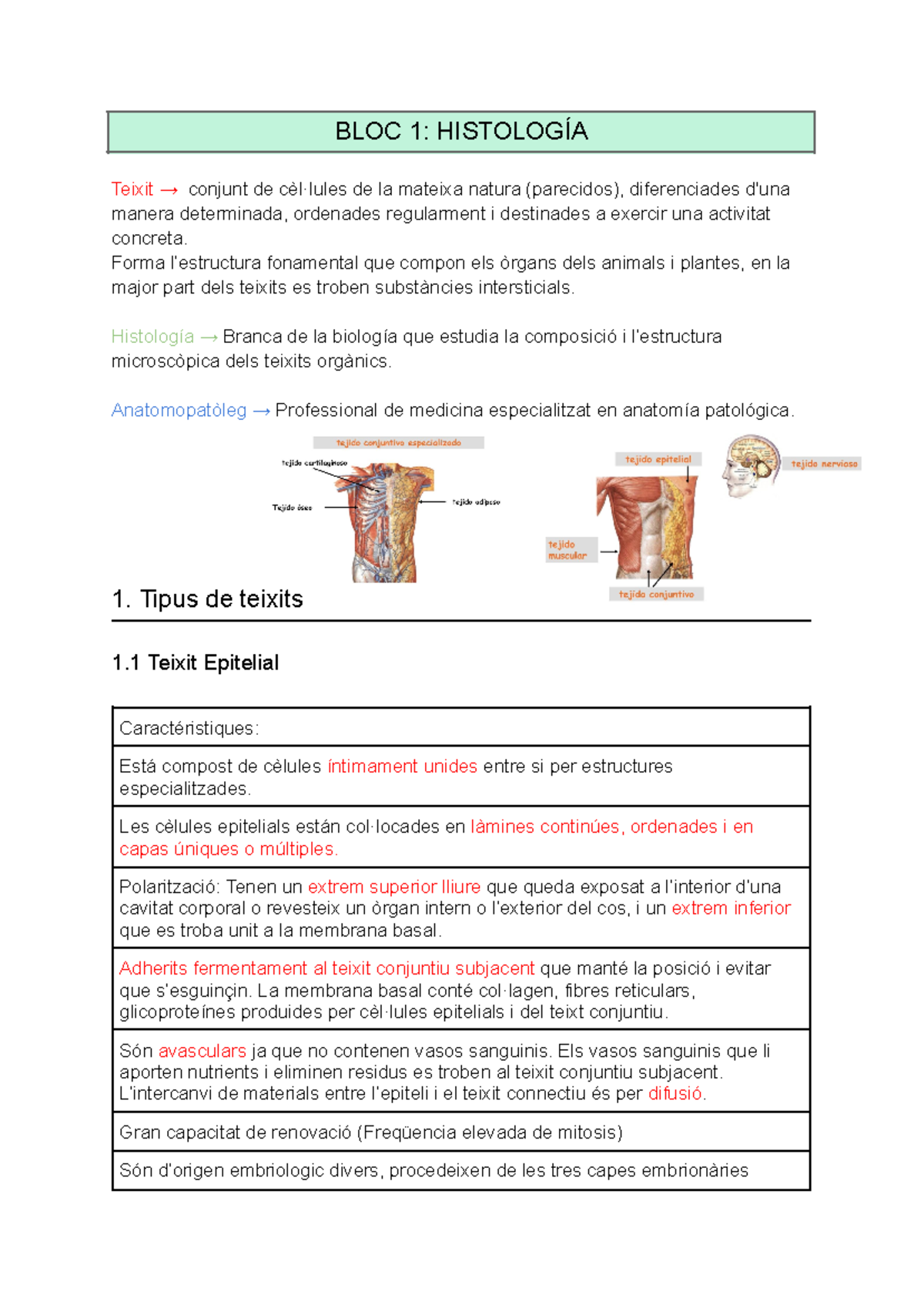 BLOC 1 HistologíA - Histologia - BLOC 1: HISTOLOGÍA Teixit → conjunt de ...