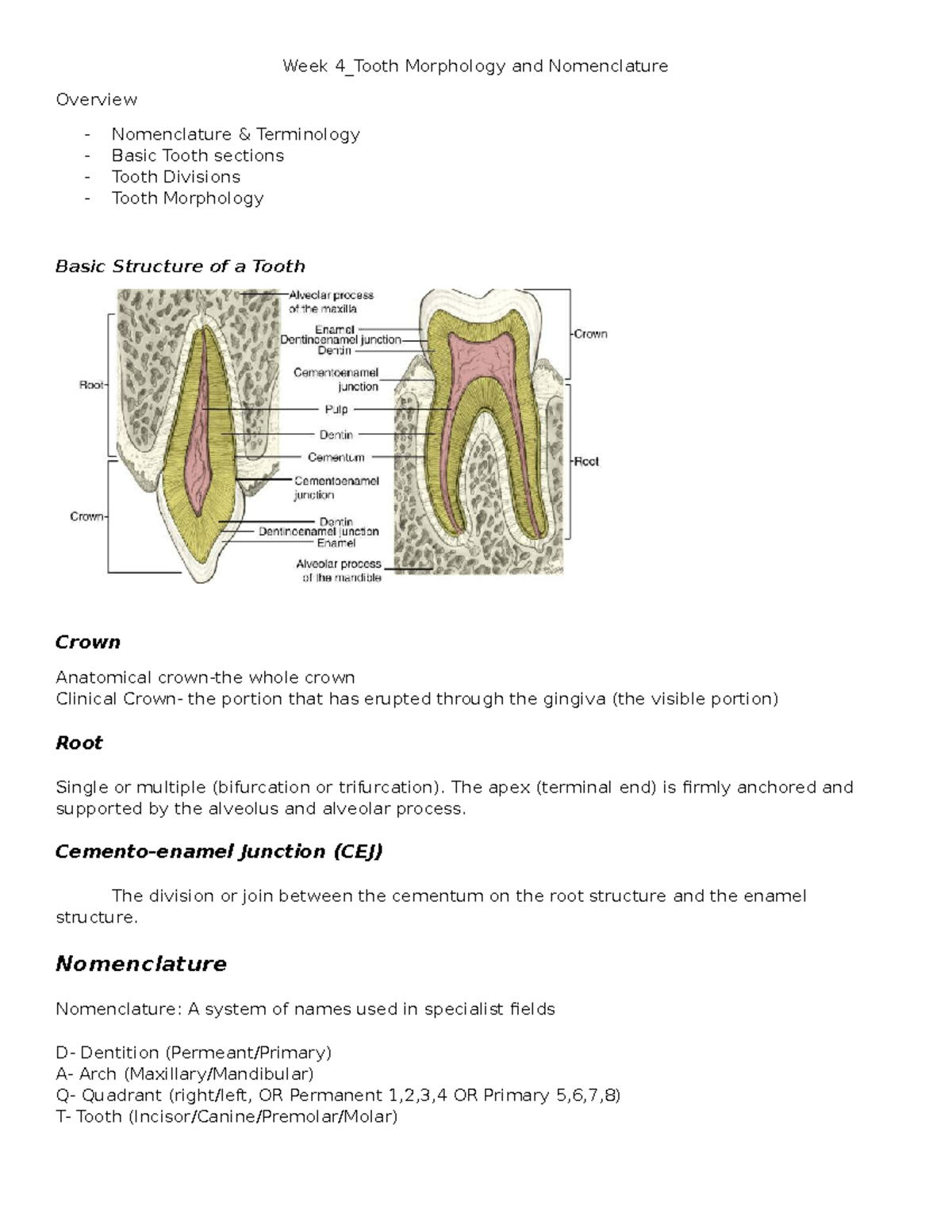 Week 4: Overview of Tooth Morphology & Nomenclature - Studocu