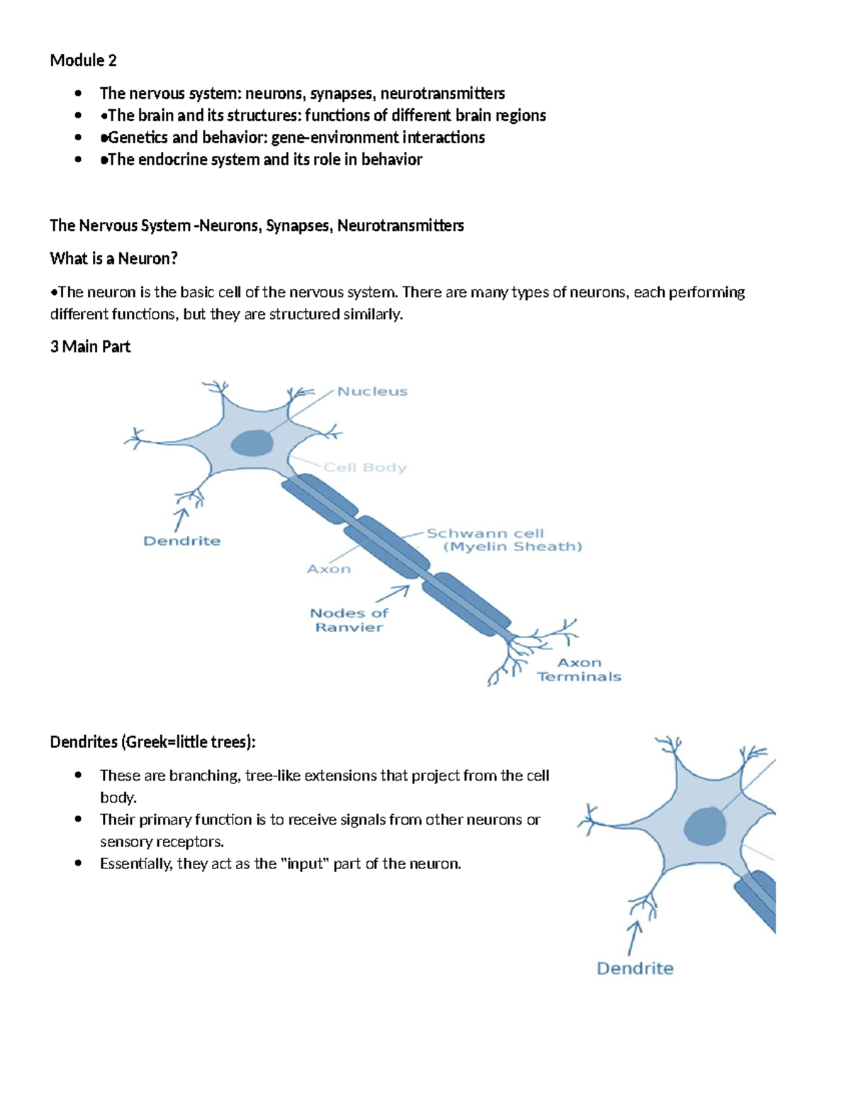 Module 2 - The Nervous System: Neurons, Synapses & Behavior - Studocu