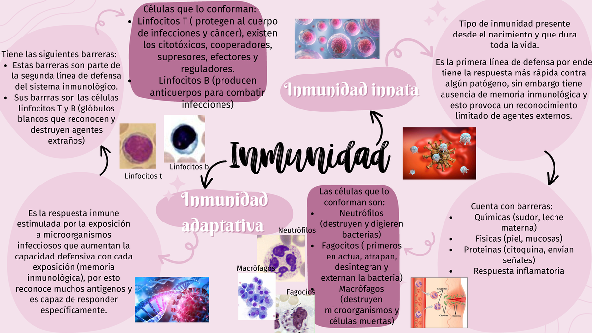 Mapa mental de la Inmunidad - Sistema Inmunológico Fundamental - Studocu
