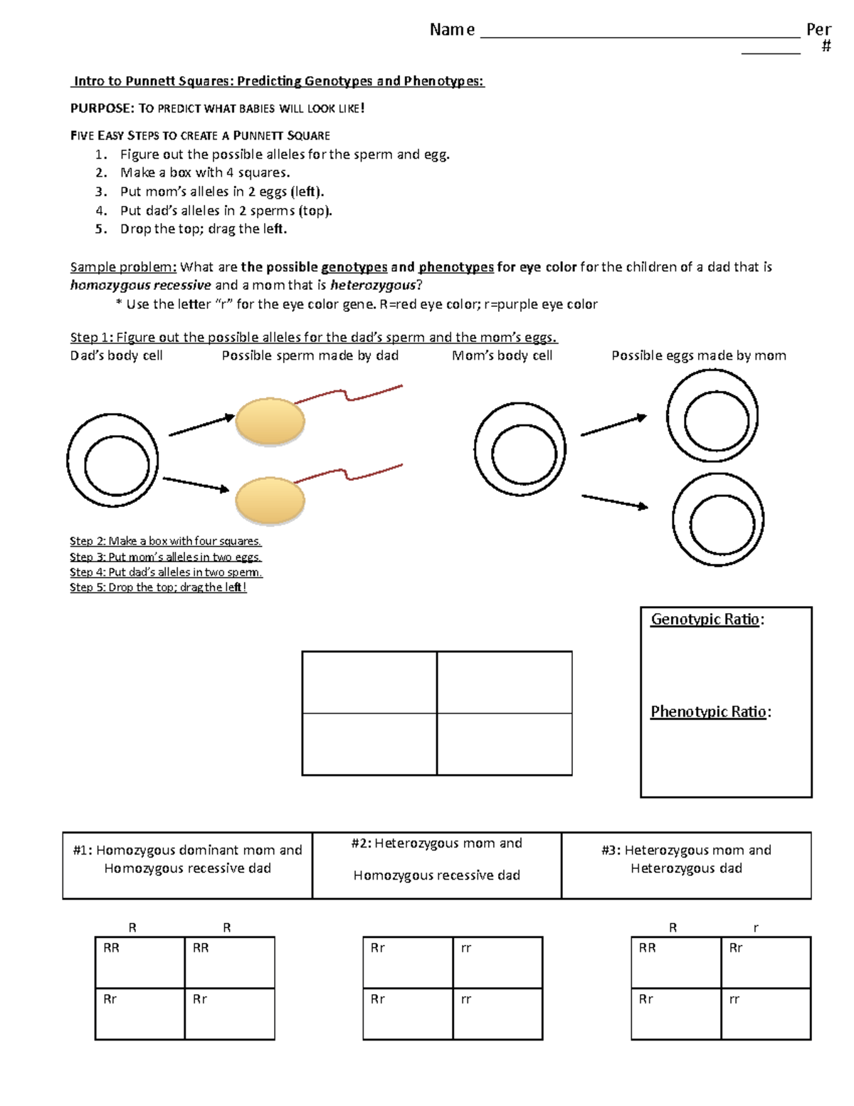 Intro to Punnett Squares: Genotypes & Phenotypes Explained - Studocu