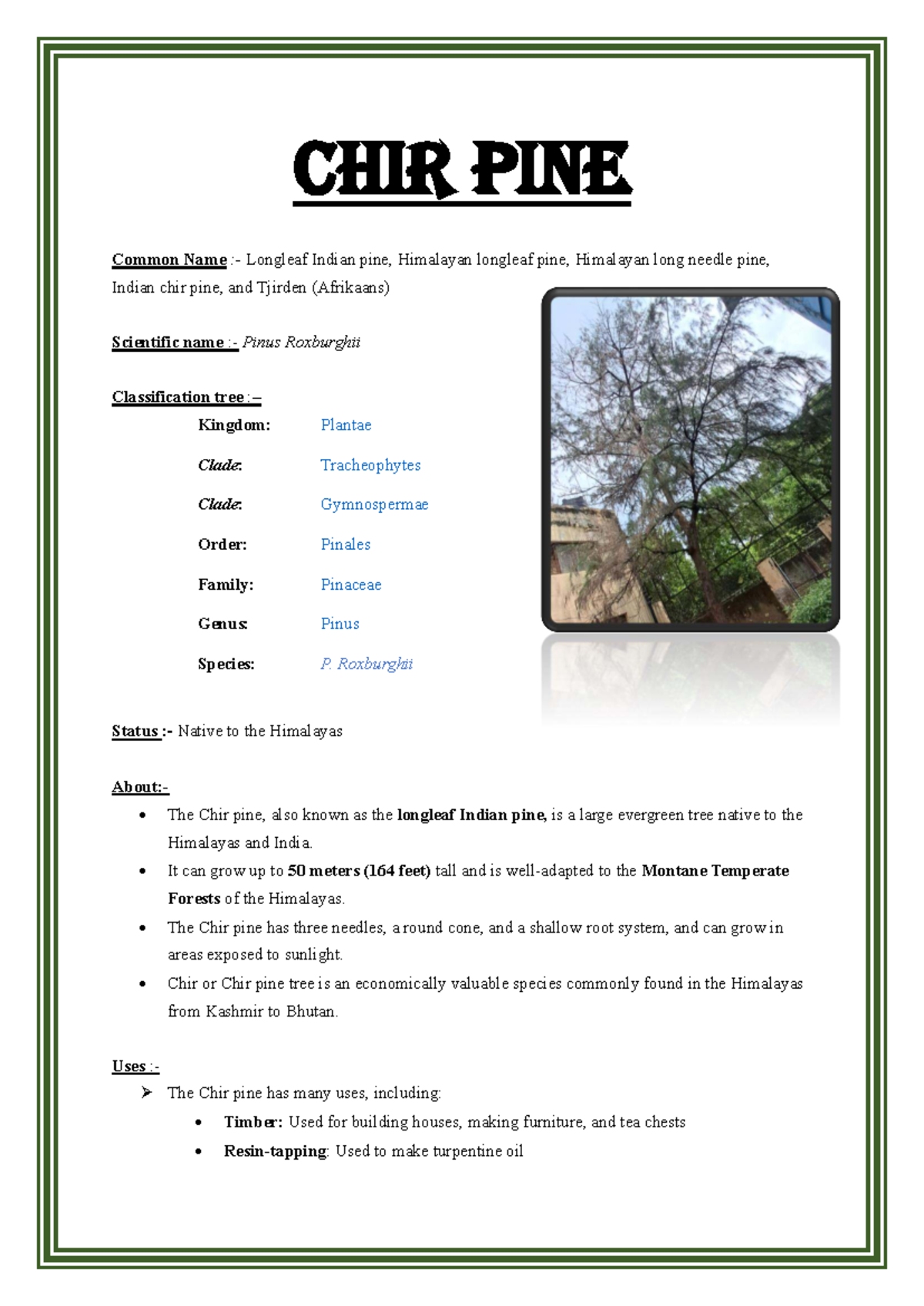 CHIR PINE (Pinus Roxburghii) Overview and Uses - AAJ KA KAAM Project ...