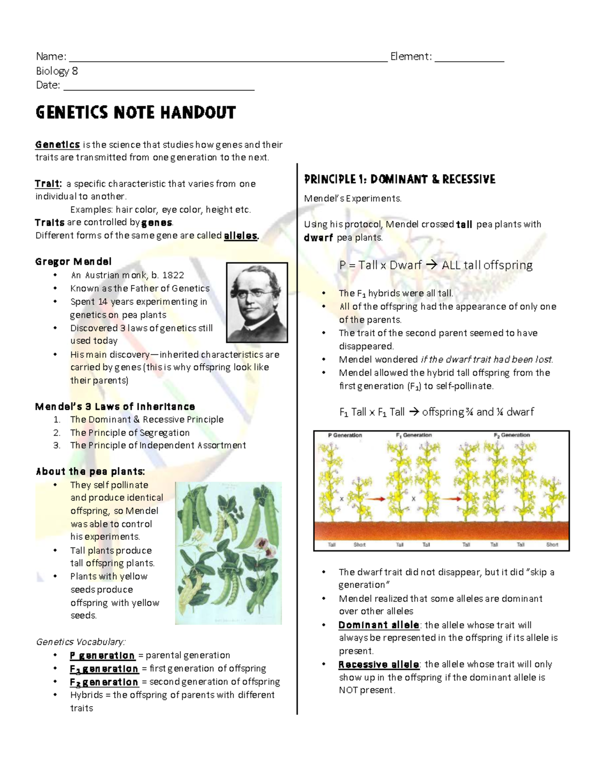 Biology 8: Genetics Note Handout and Key Concepts - Studocu