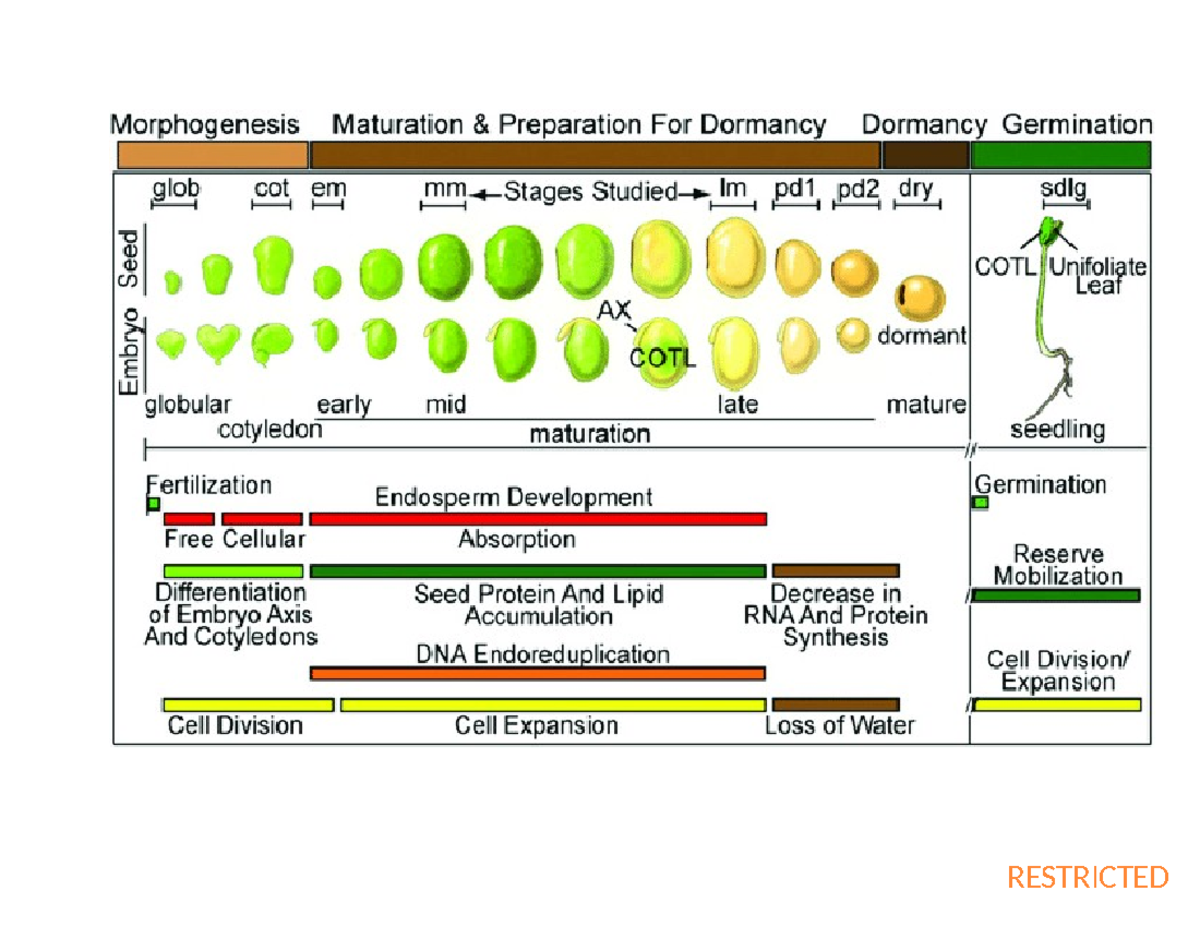 Soybean Seed Development - Morphogenesis Maturation Preparation For Dormancy Dormancy ...