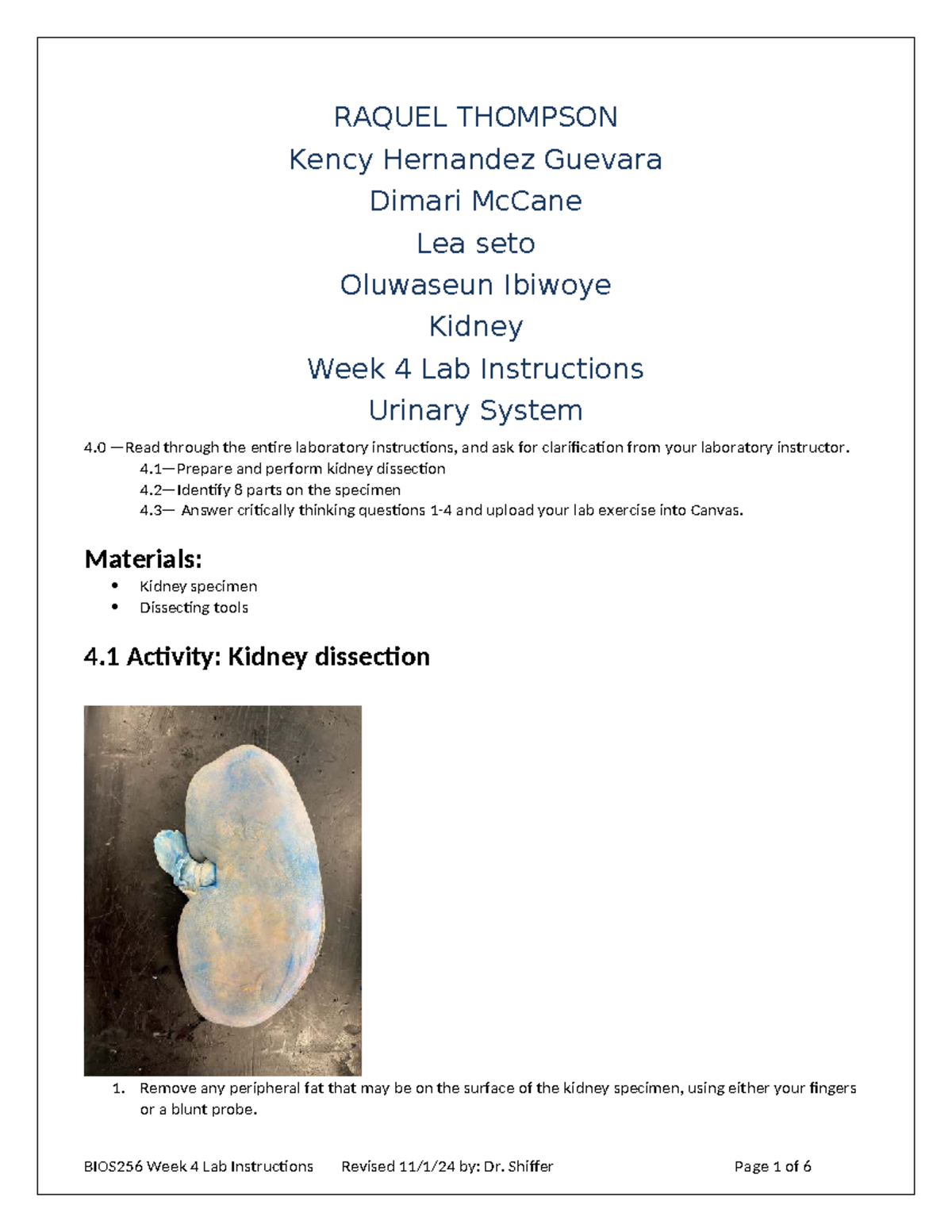 BIOS256 Week 4 Lab: Kidney Dissection & Urinary System Instructions ...