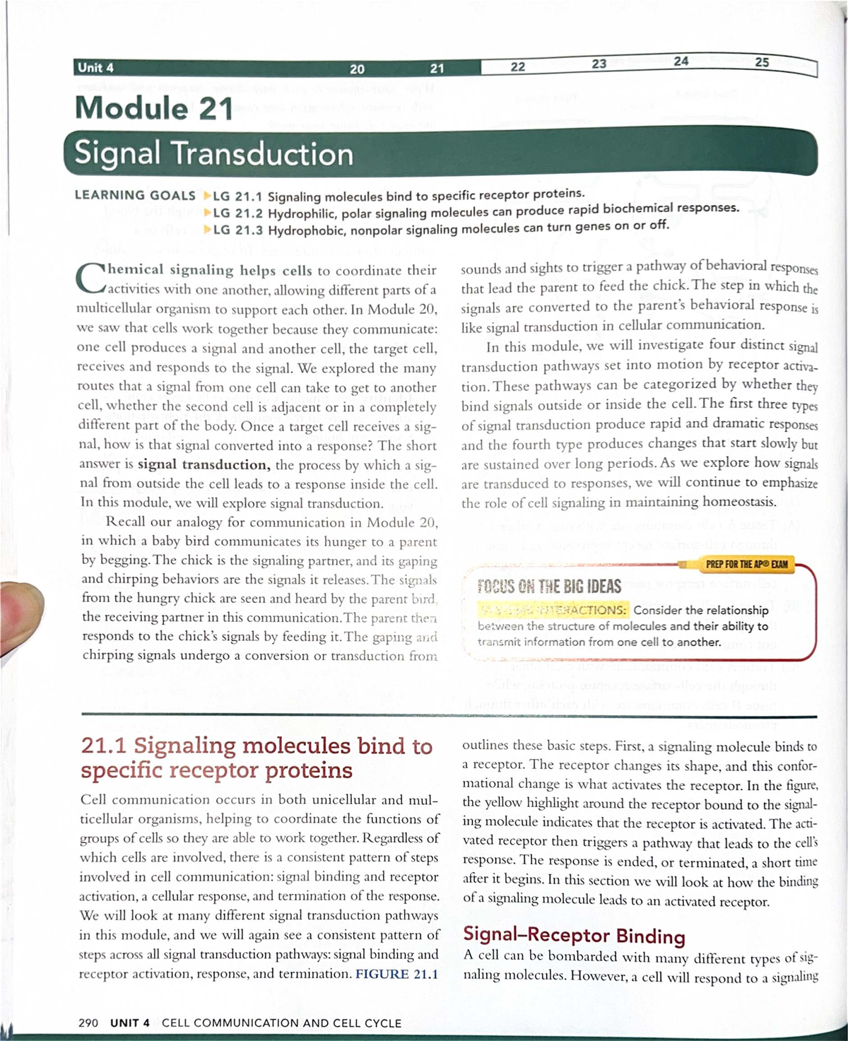 Midterm Exam Study Guide: Module 21 Signal Transduction Concepts - Studocu