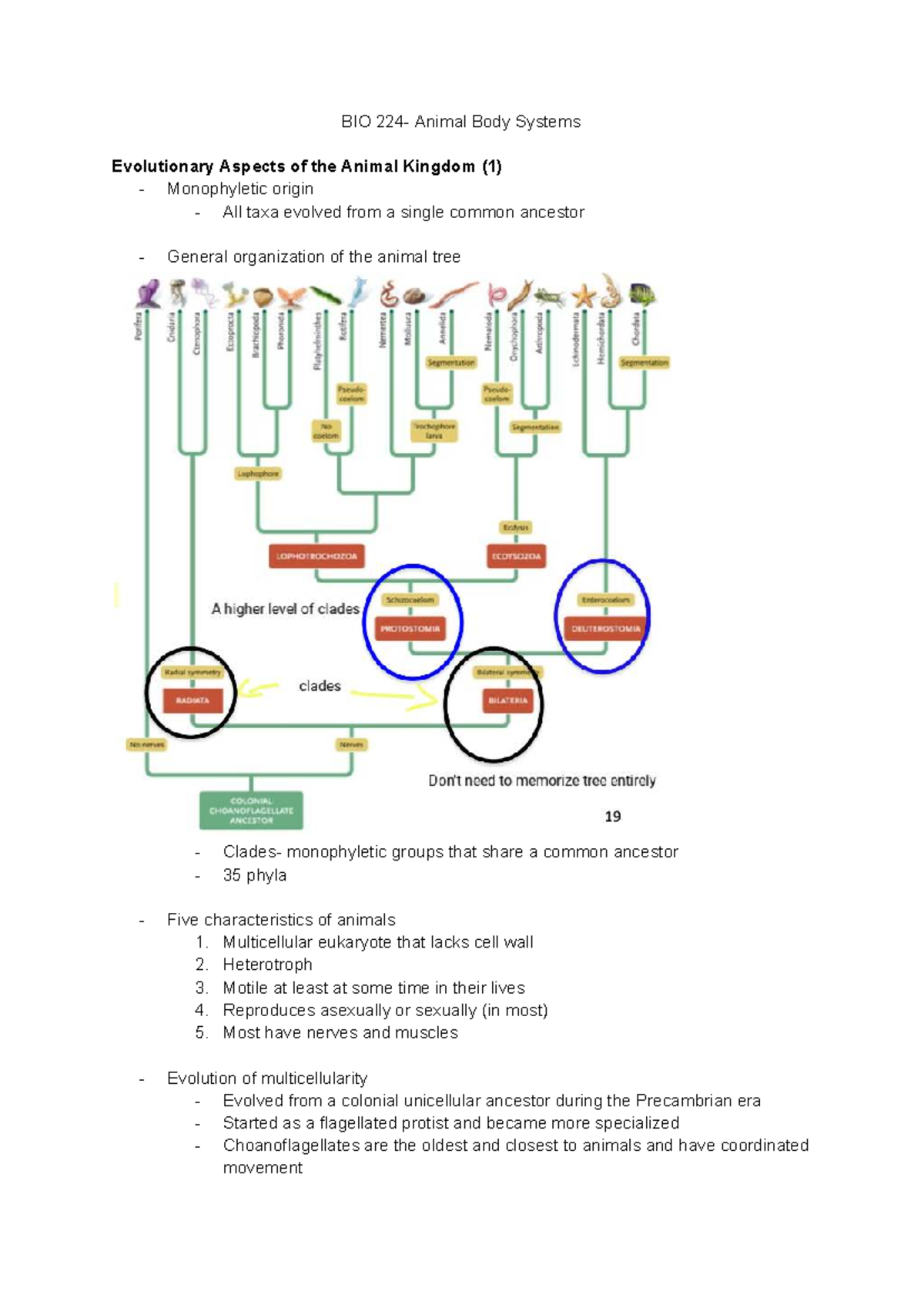 BIO 224 Final Exam Notes: Evolutionary Aspects of Animal Body Systems ...