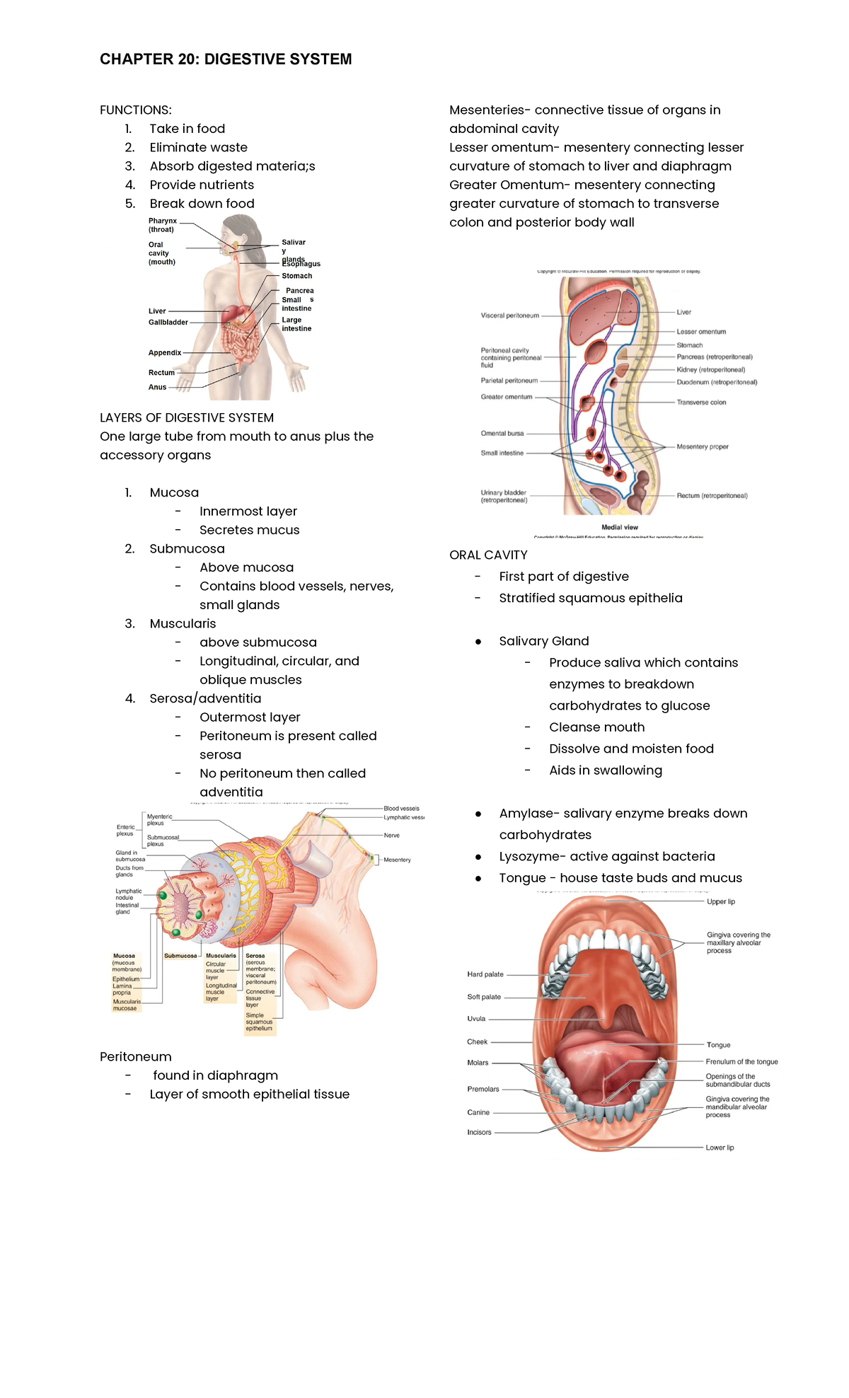 Digestive System Overview: Functions, Layers, and Key Components - Studocu