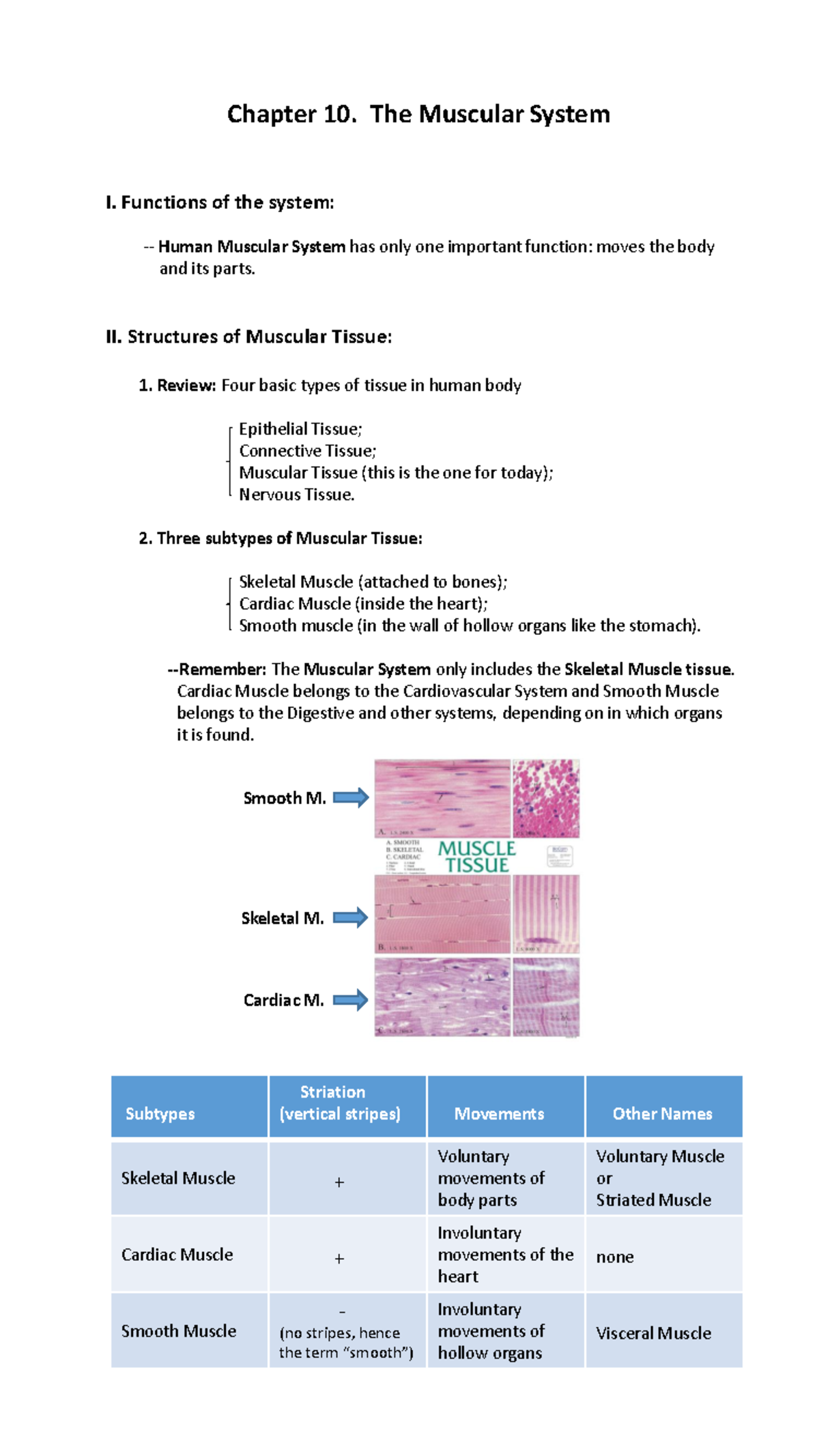 BIO 1100 - Lesson Notes on Chapter 10: The Muscular System - Studocu