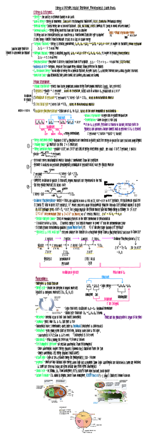 BIO 181 Photosynthesis Handout - Learning Outcomes F22 - BIO 181 ...
