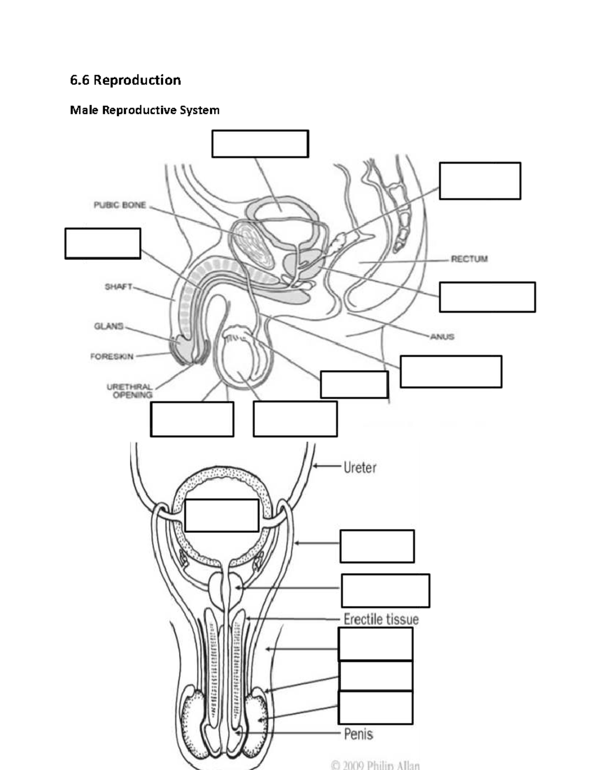 6.6 Reproduction Notes: Male & Female Reproductive Systems - Studocu